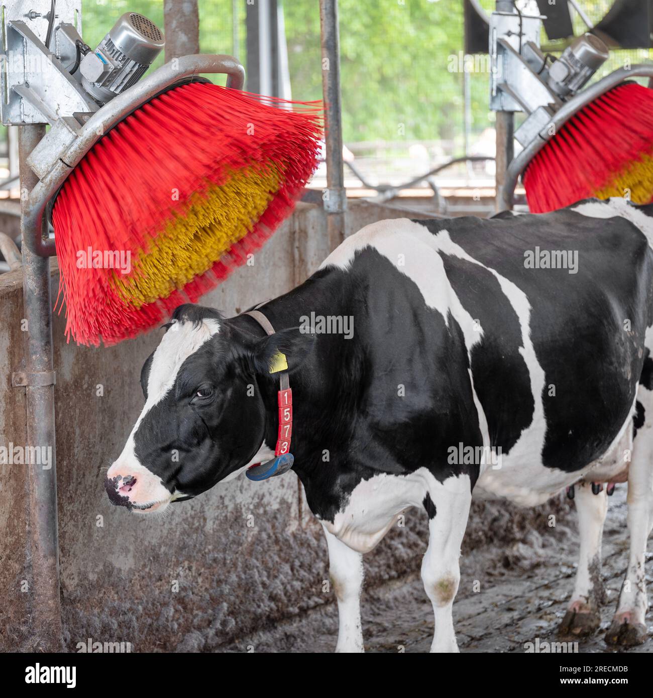 black and white spotted cow uses brush to get rid of scratch on dutch ...