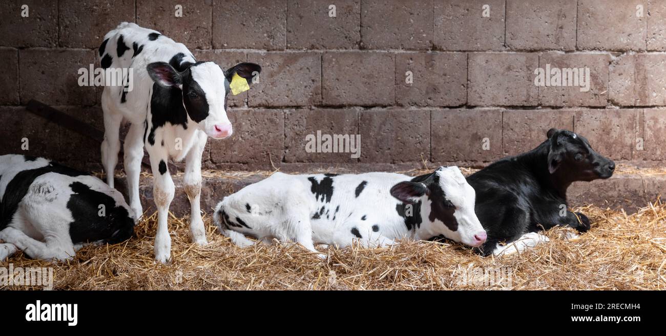 Black white spotted calves hi-res stock photography and images - Alamy