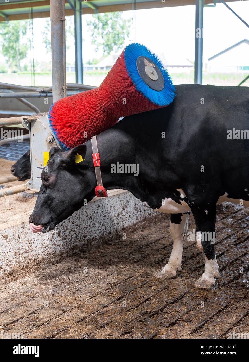 black and white spotted cow uses brush to get rid of scratch on dutch ...