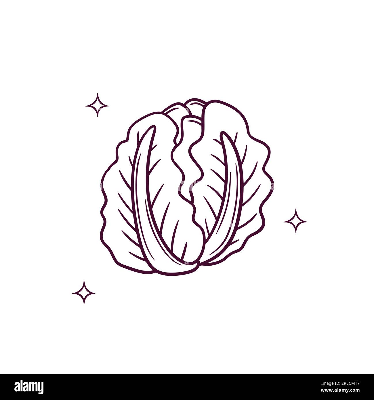 Hand Drawn Cabbage. Doodle Vector Sketch Illustration Stock Vector ...
