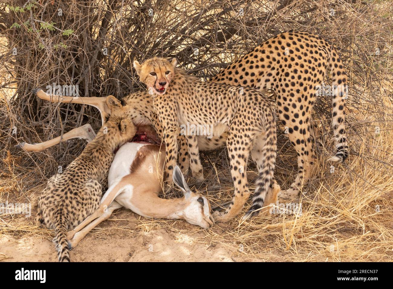 A Cheetah cub taking a rest during a feeding frenzy on a springbok ...