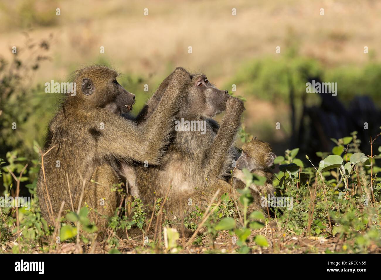 Two adult Chacma baboons with a juvenile baboon grooming in the ...