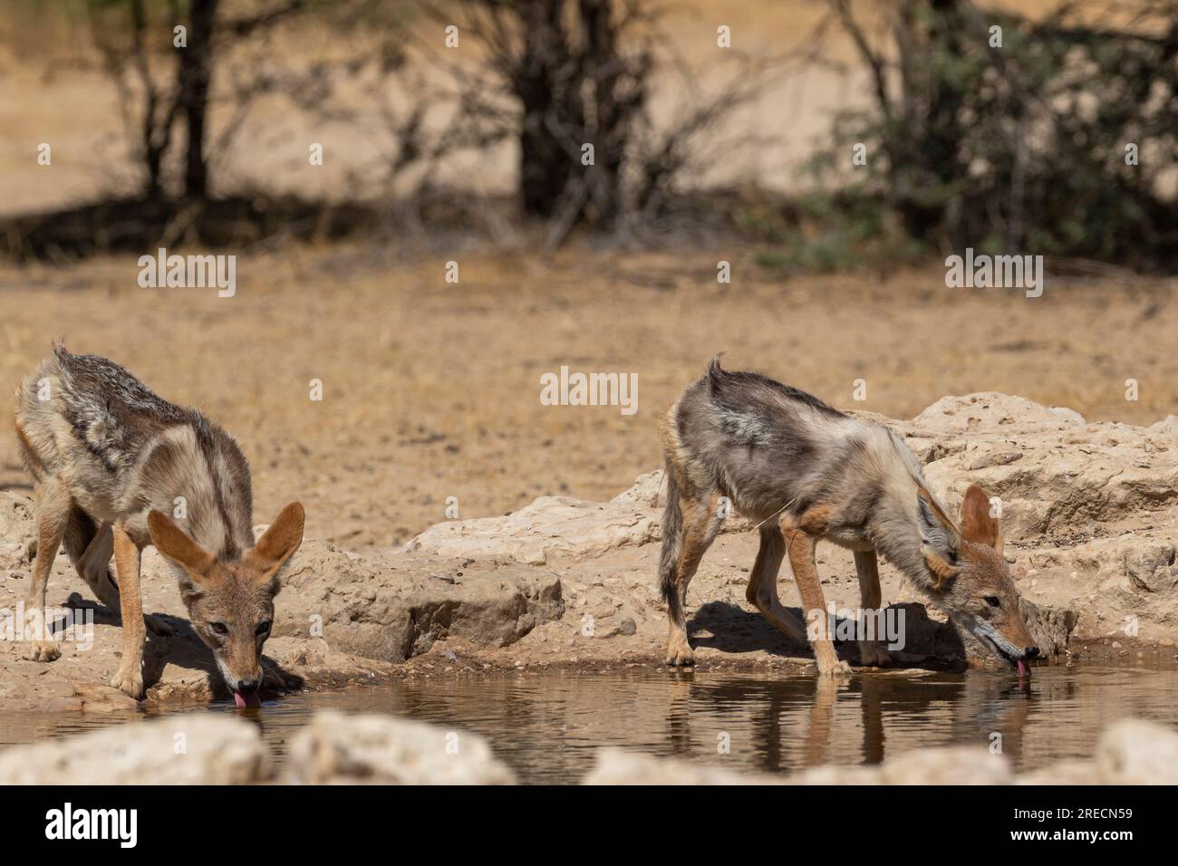 A frontal view of two thirsty Black-backed jackals drinking at a ...