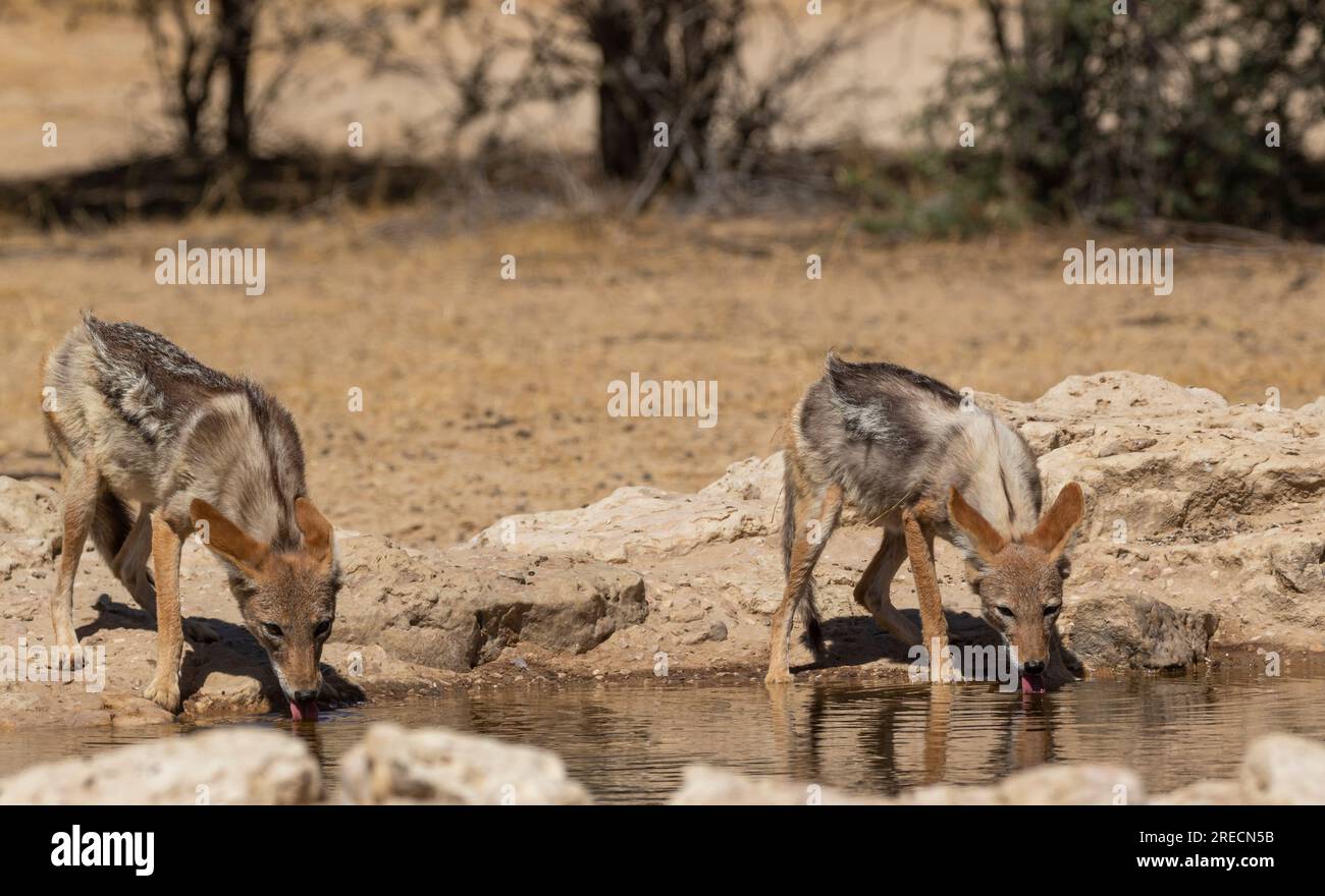 A pair of Black-backed jackals drinking at a waterhole in the Kgalagadi ...