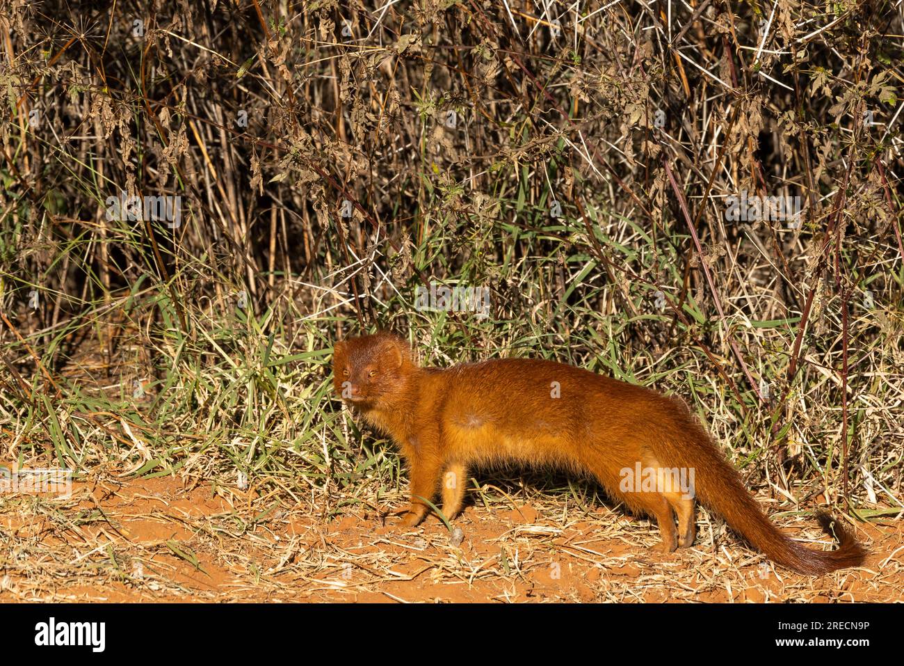 A solitary slender mongoose showing off its black tipped tail in the ...