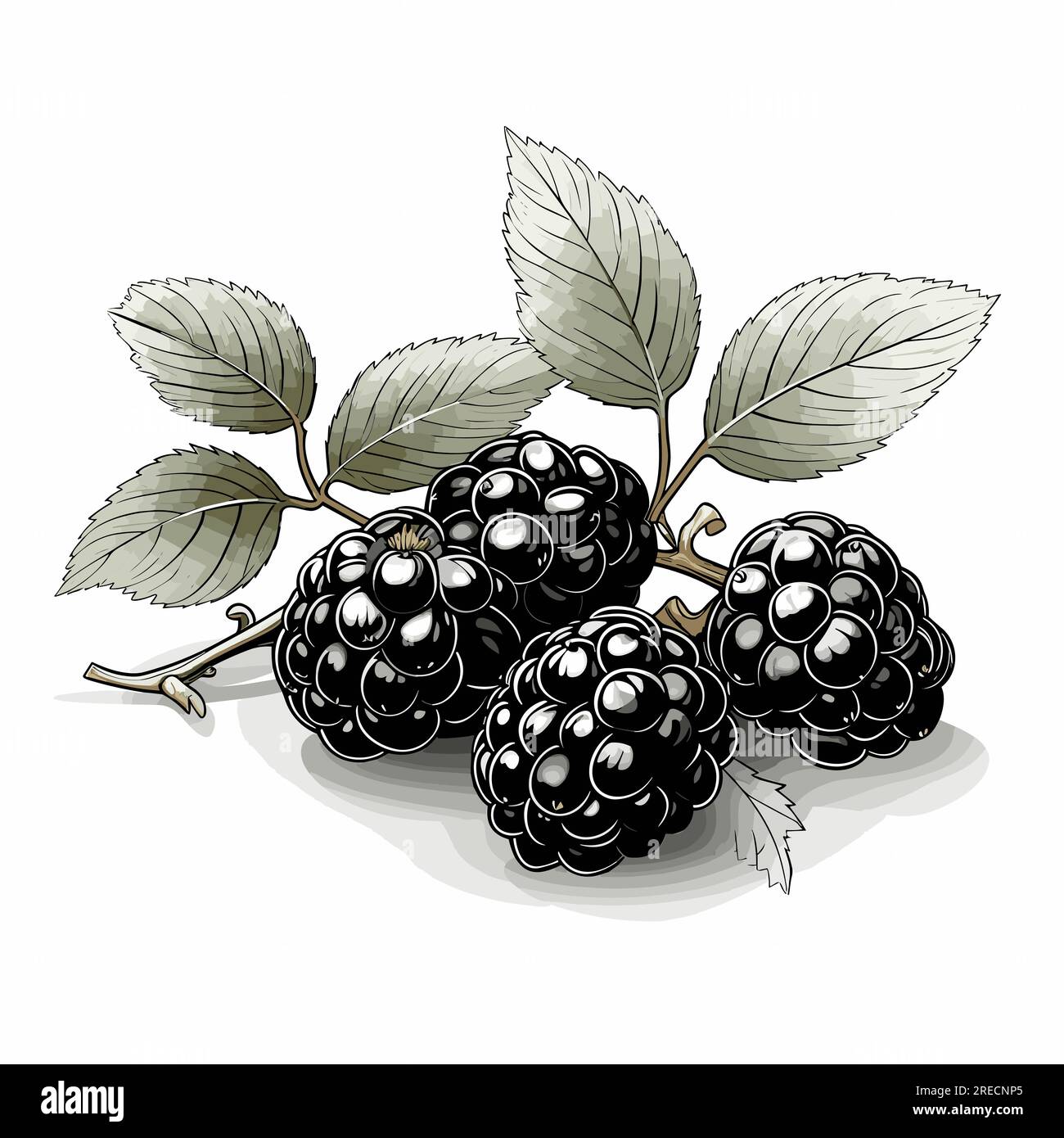 Blackberries Clip Art