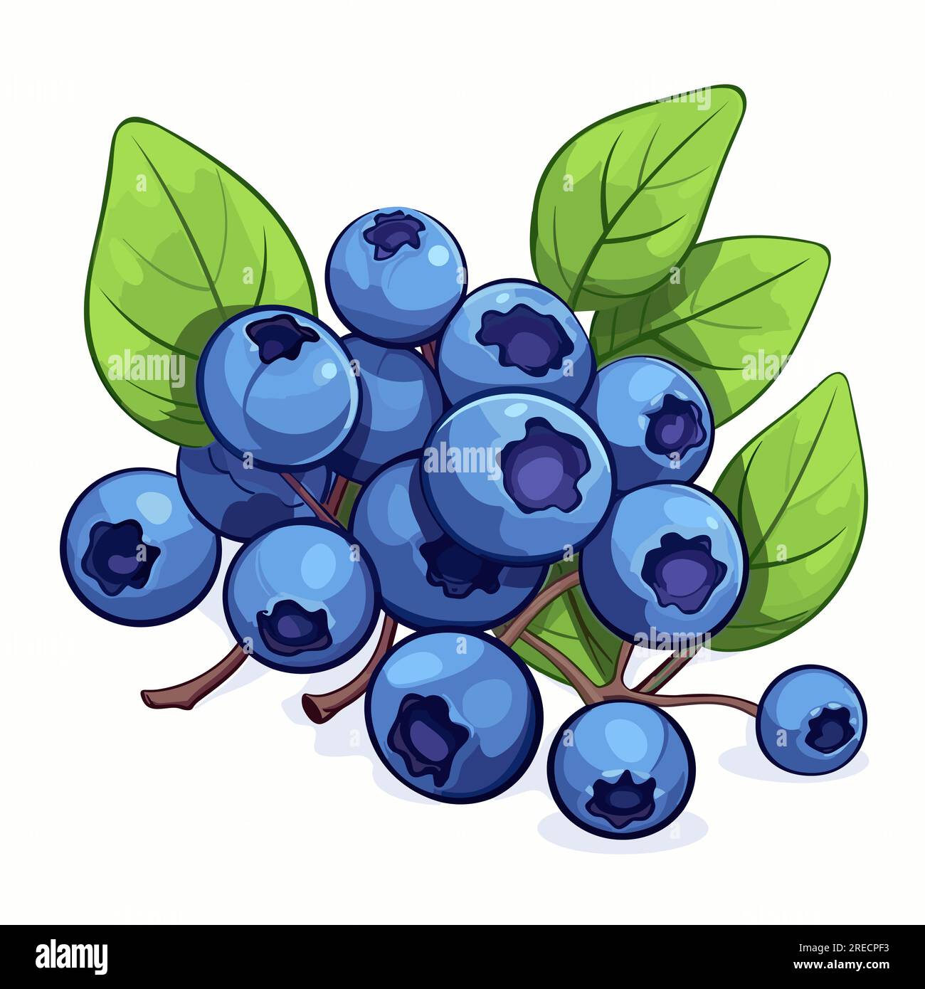 Vaccinium myrtillus Stock Vector Images - Alamy