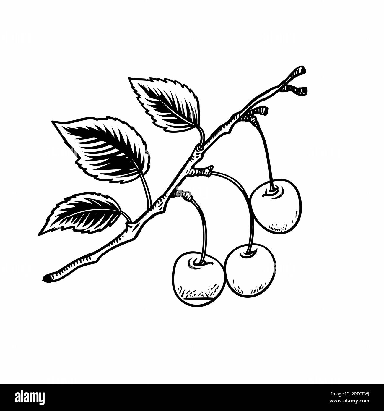Cartoon Cherry