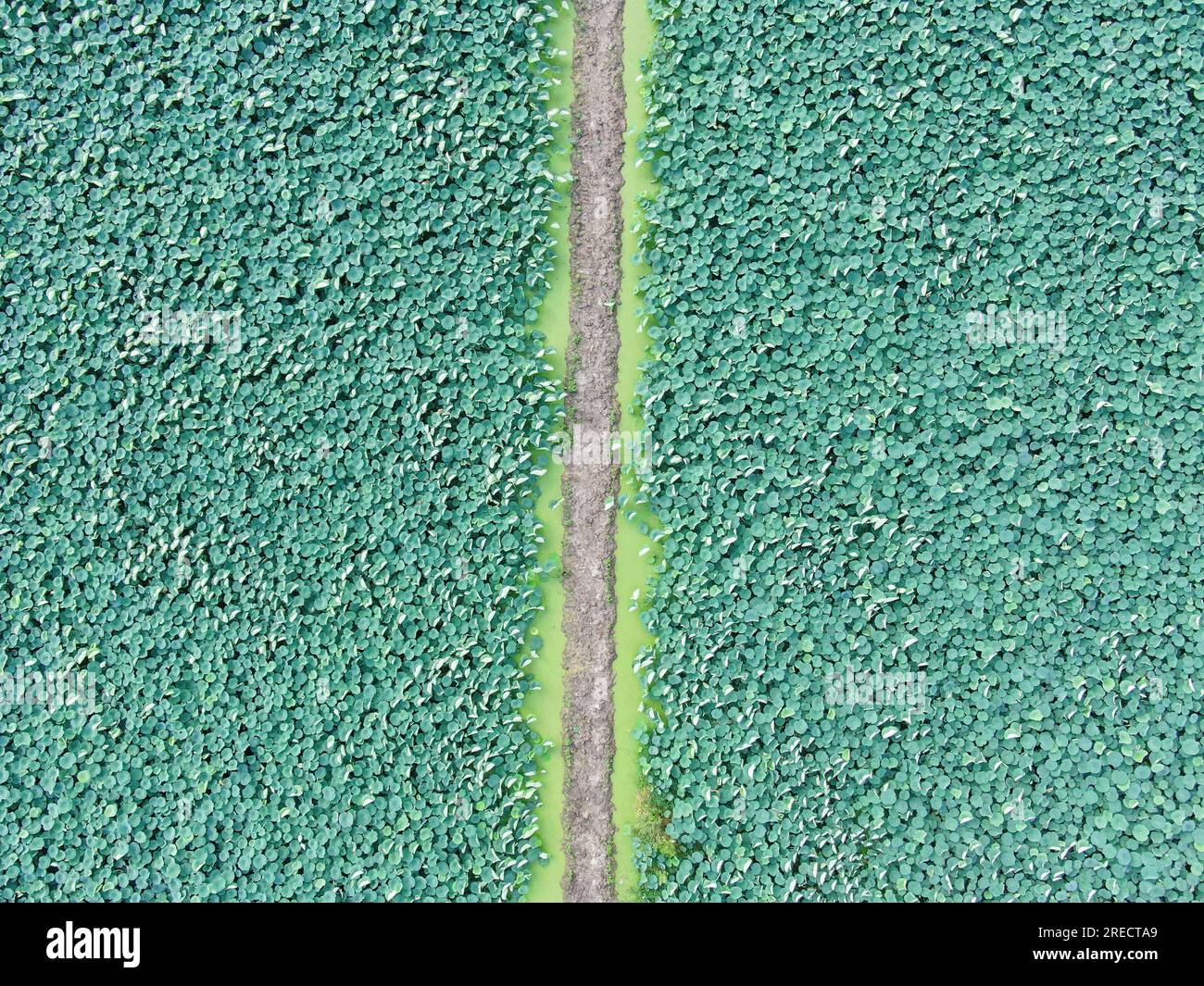 HAIAN, CHINA - JULY 24, 2023 - Aerial photo taken on July 24, 2023 ...