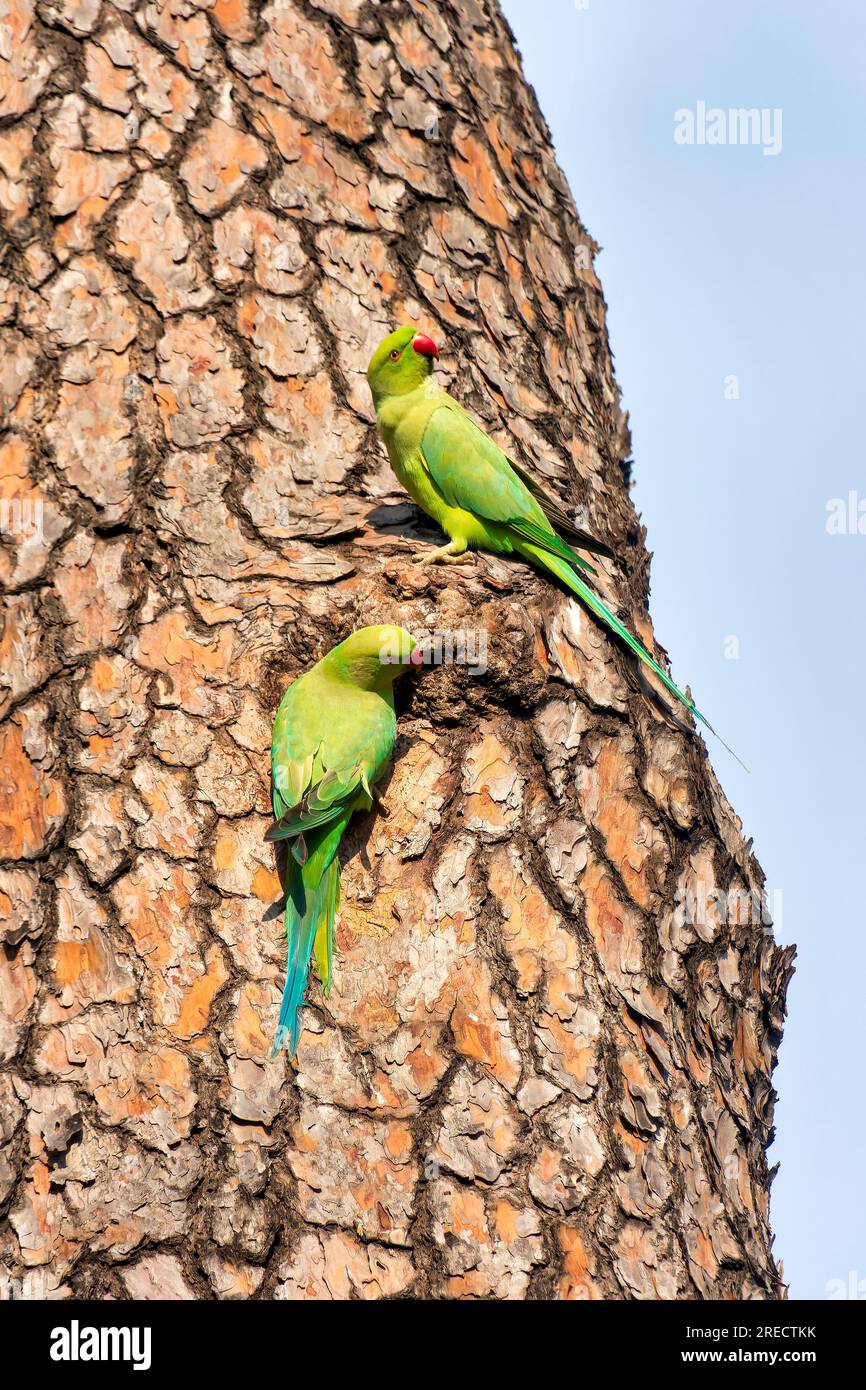 Rose-ringed parakeet (Psittacula krameri) near a tree hole in Villa ...