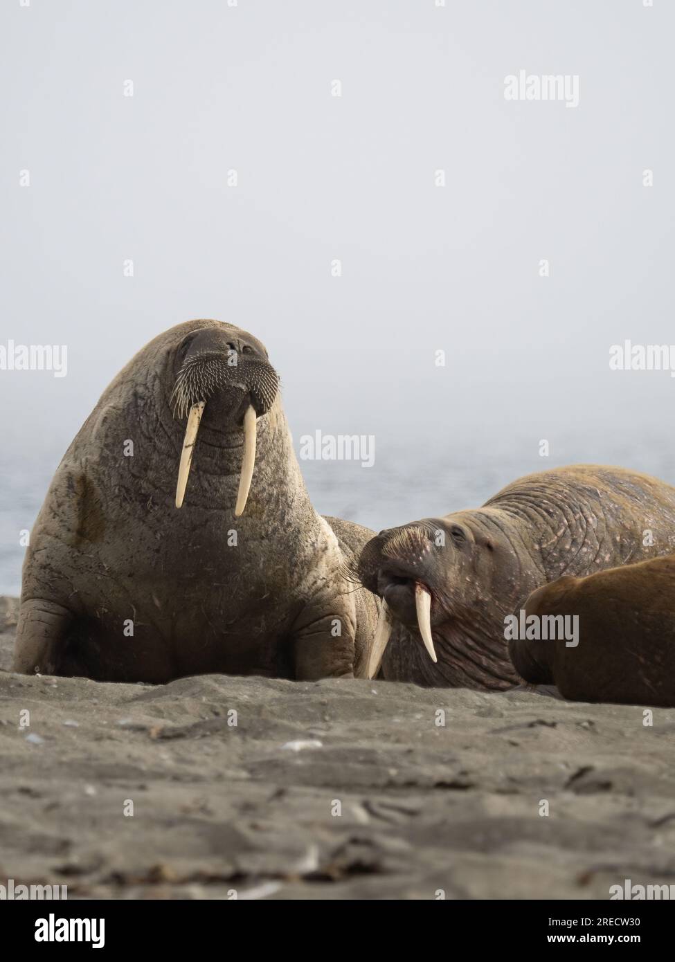 A group of walruses resting on beach in Svalbard, Norway Stock Photo ...