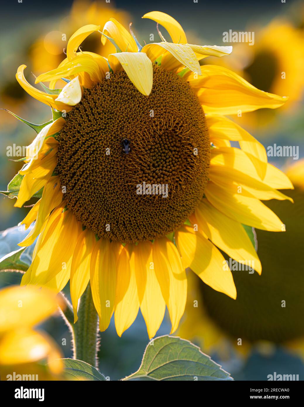 Sunflower (Helianthus annuus), close up of the flower head Stock Photo ...