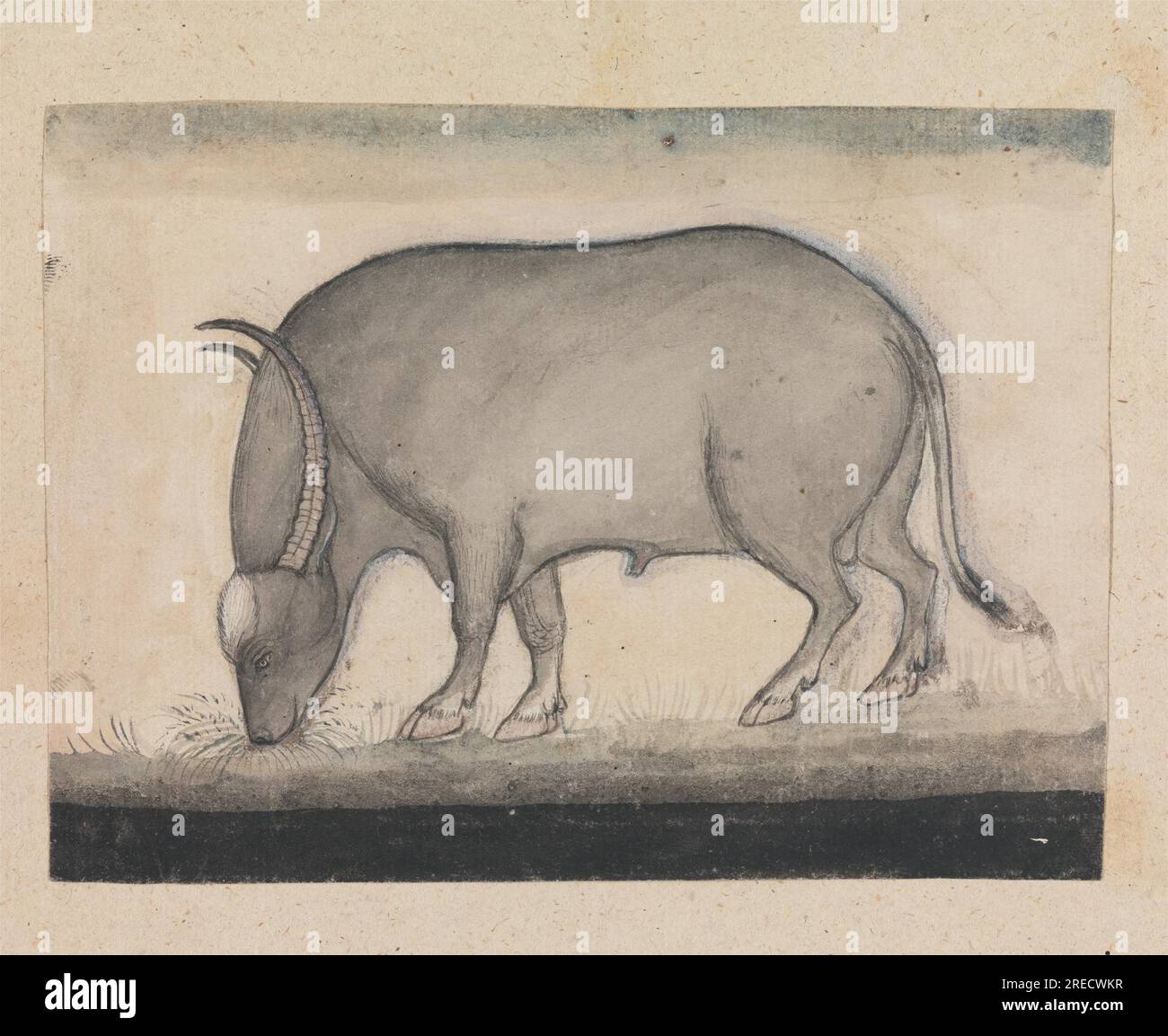 Water Buffalo Grazing by Gangaram Chintaman Tambat Stock Photo - Alamy