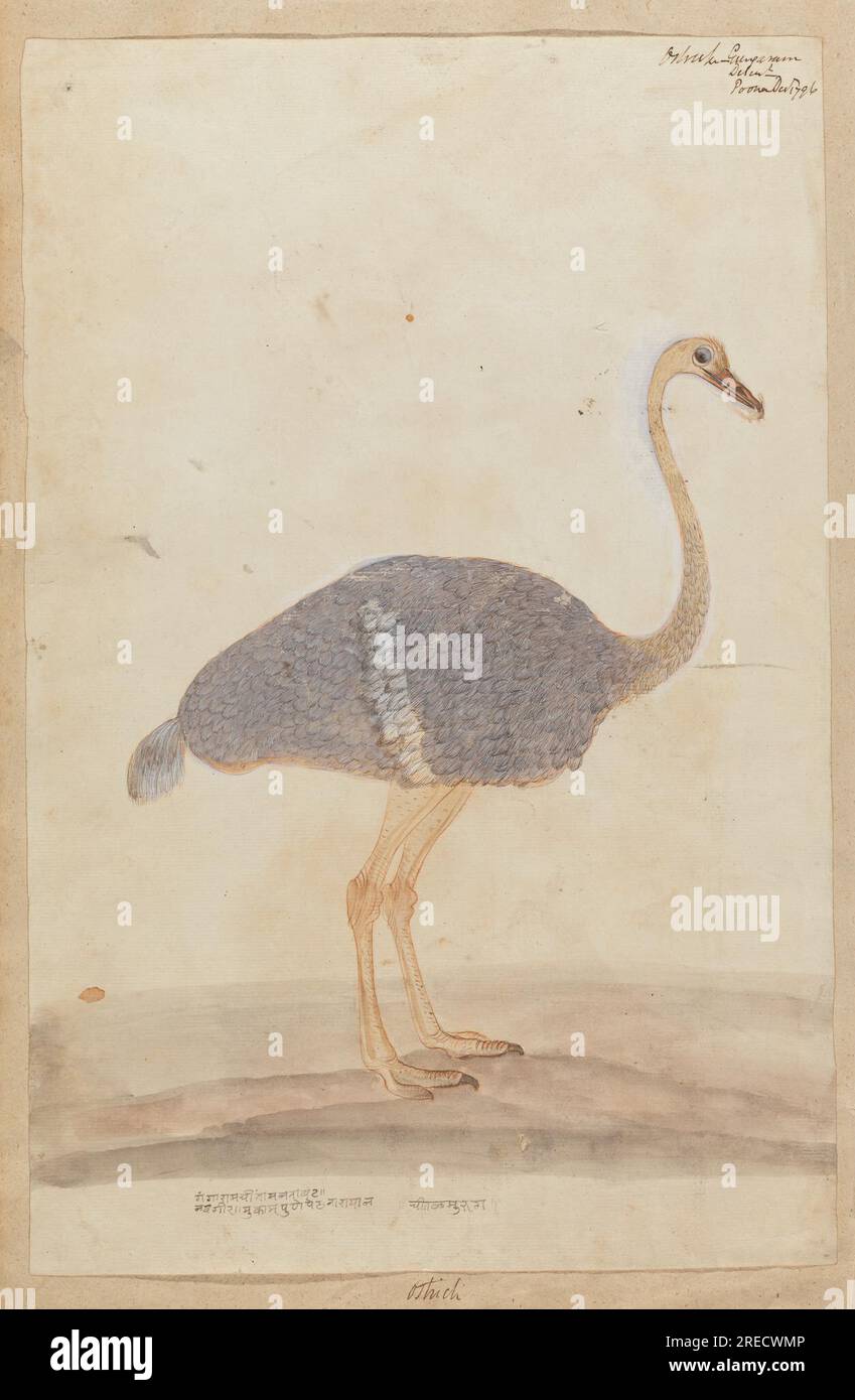 Ostrich by Gangaram Chintaman Tambat Stock Photo - Alamy