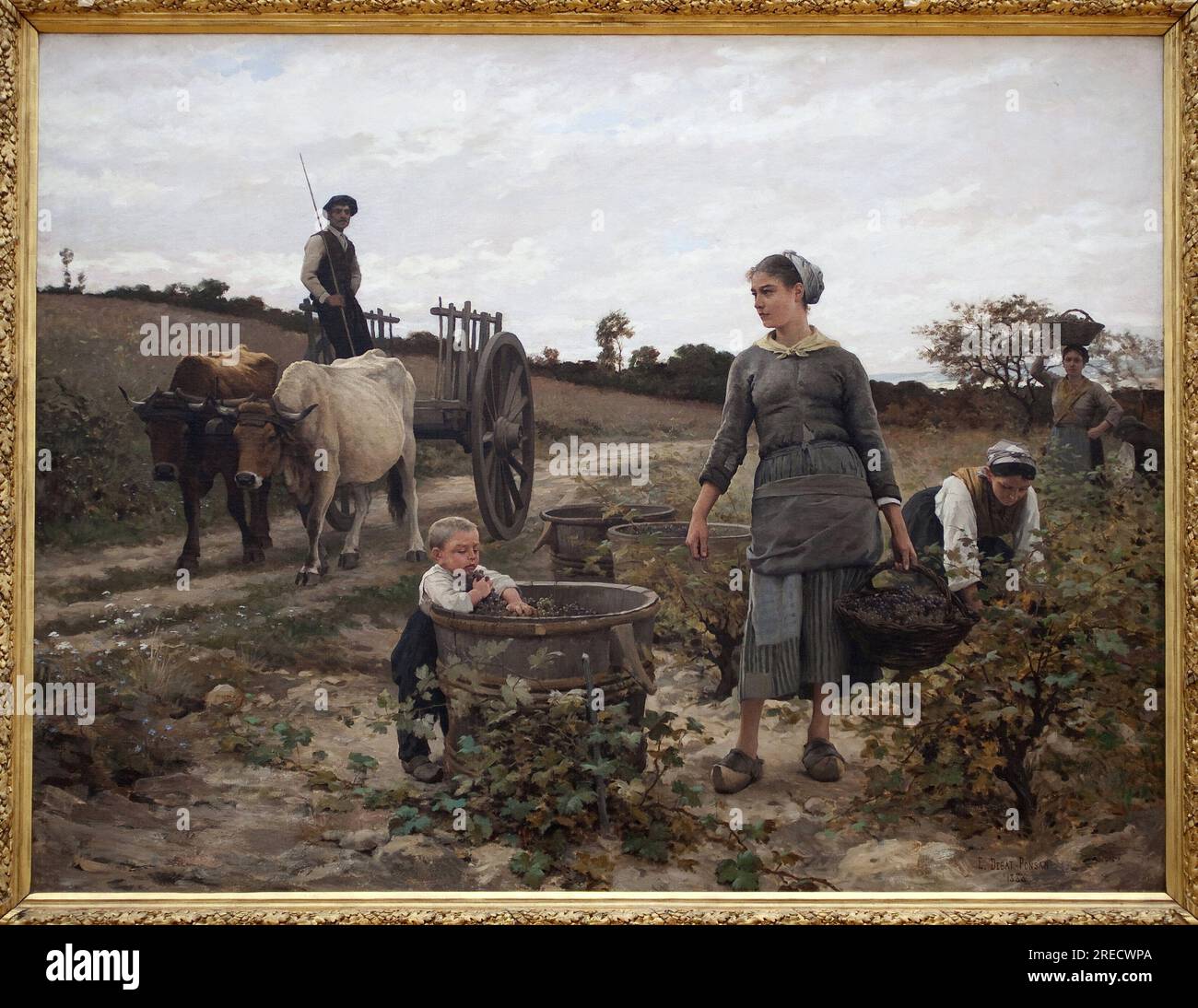 Coin de vigne; Languedoc. Scene rurale avec un homme sur une charrette ...