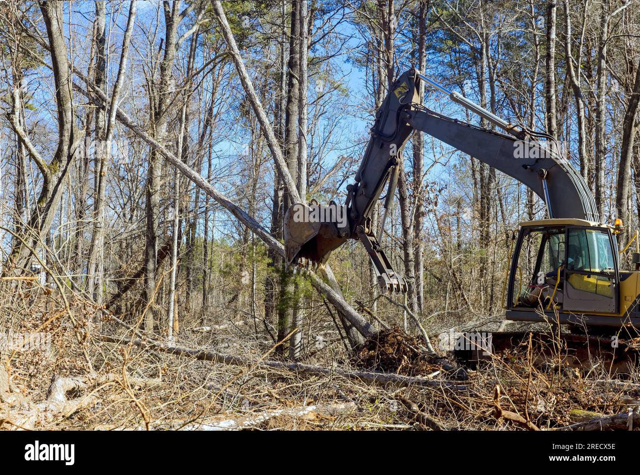 Using an excavator worker uproots trees that are growing in forest ...