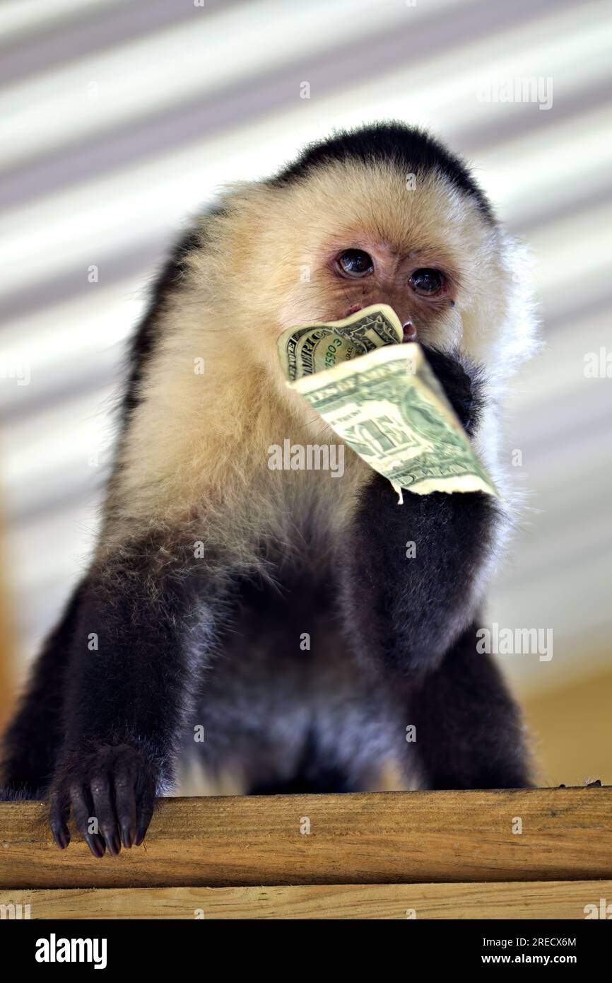 Working hard for the money Stock Photo - Alamy