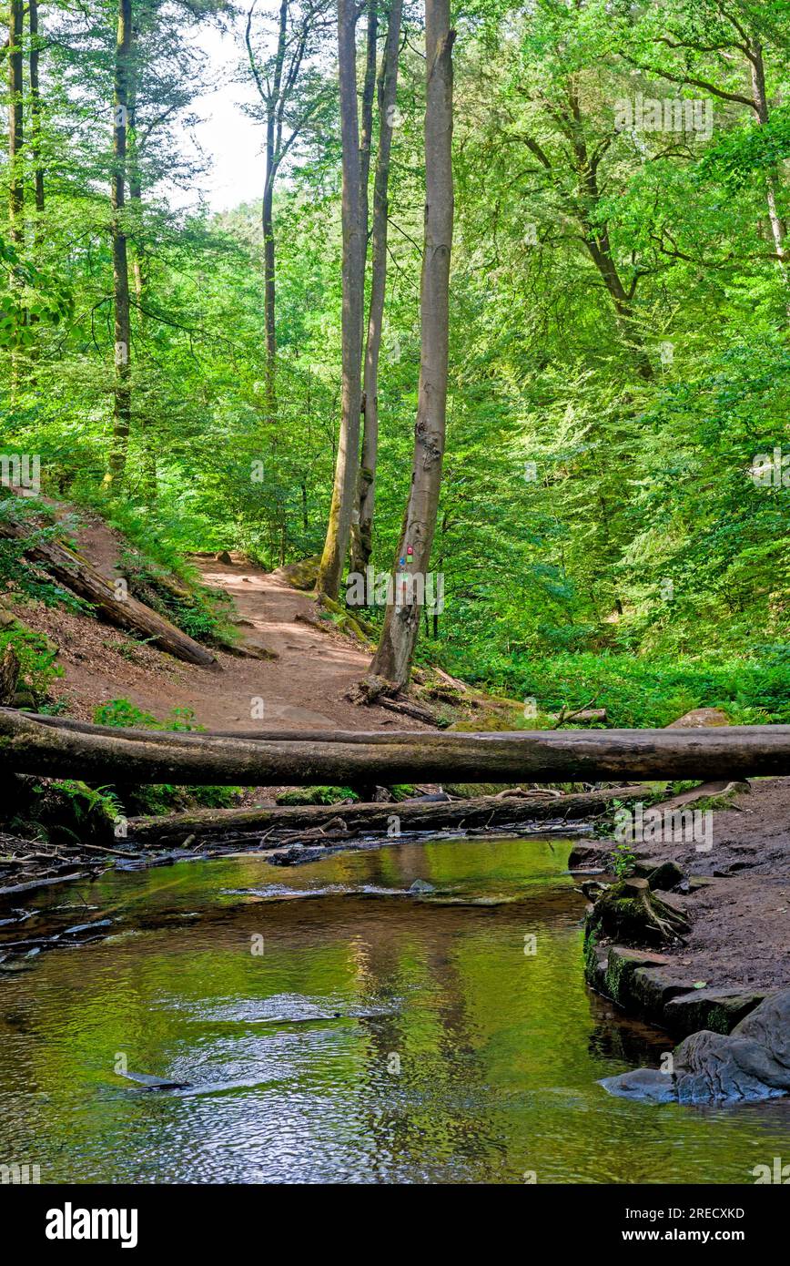 Karlstalschlucht gorge in the Palatine Forest near Kaiserslautern ...