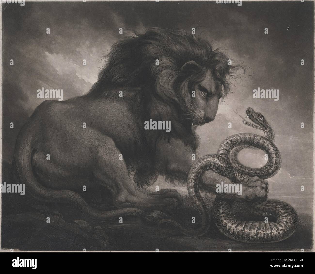 The lion and the snake hi-res stock photography and images - Alamy