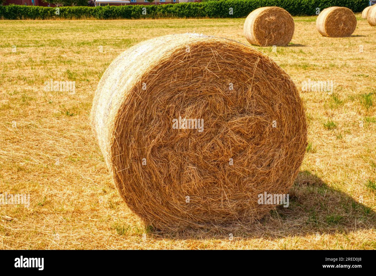 bale of hay Stock Photo - Alamy