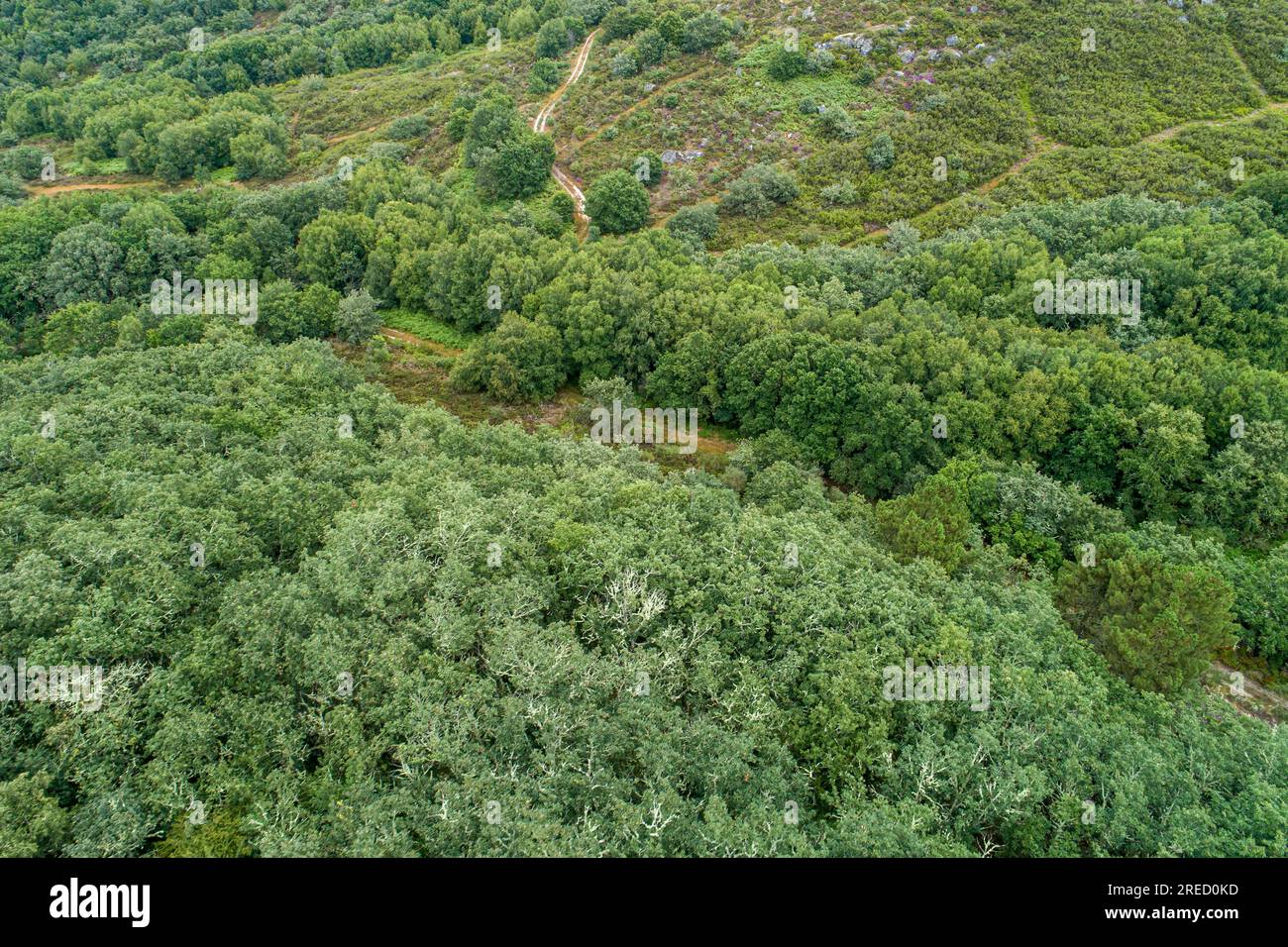 aerial top view of an oak forest on a cloudy day, ecology concept Stock ...