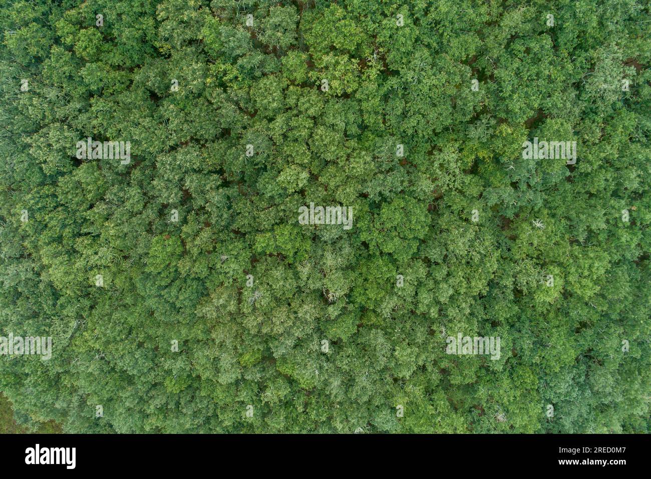 Aerial view green forest riverside hi-res stock photography and images ...