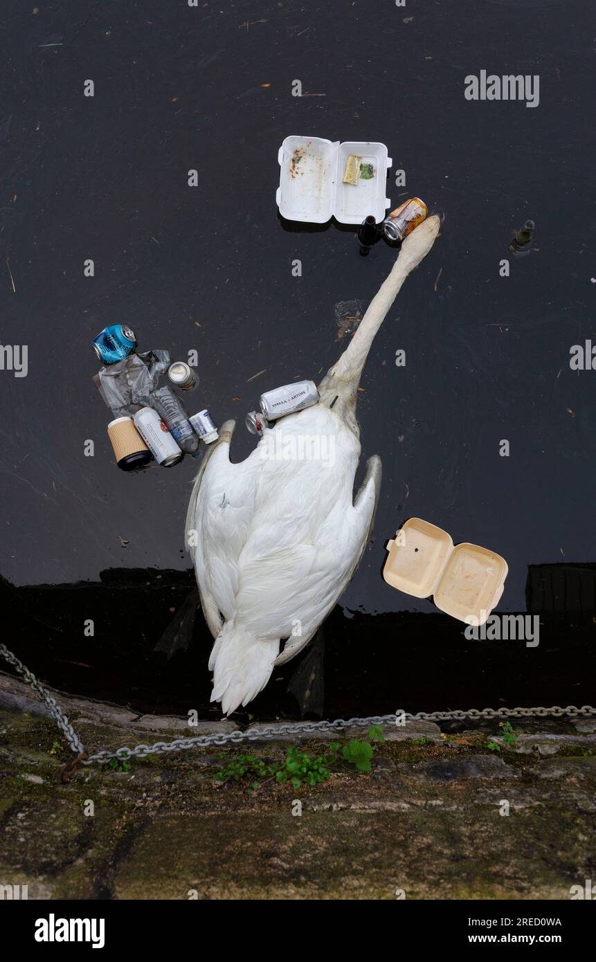 Dead swan hi-res stock photography and images - Alamy