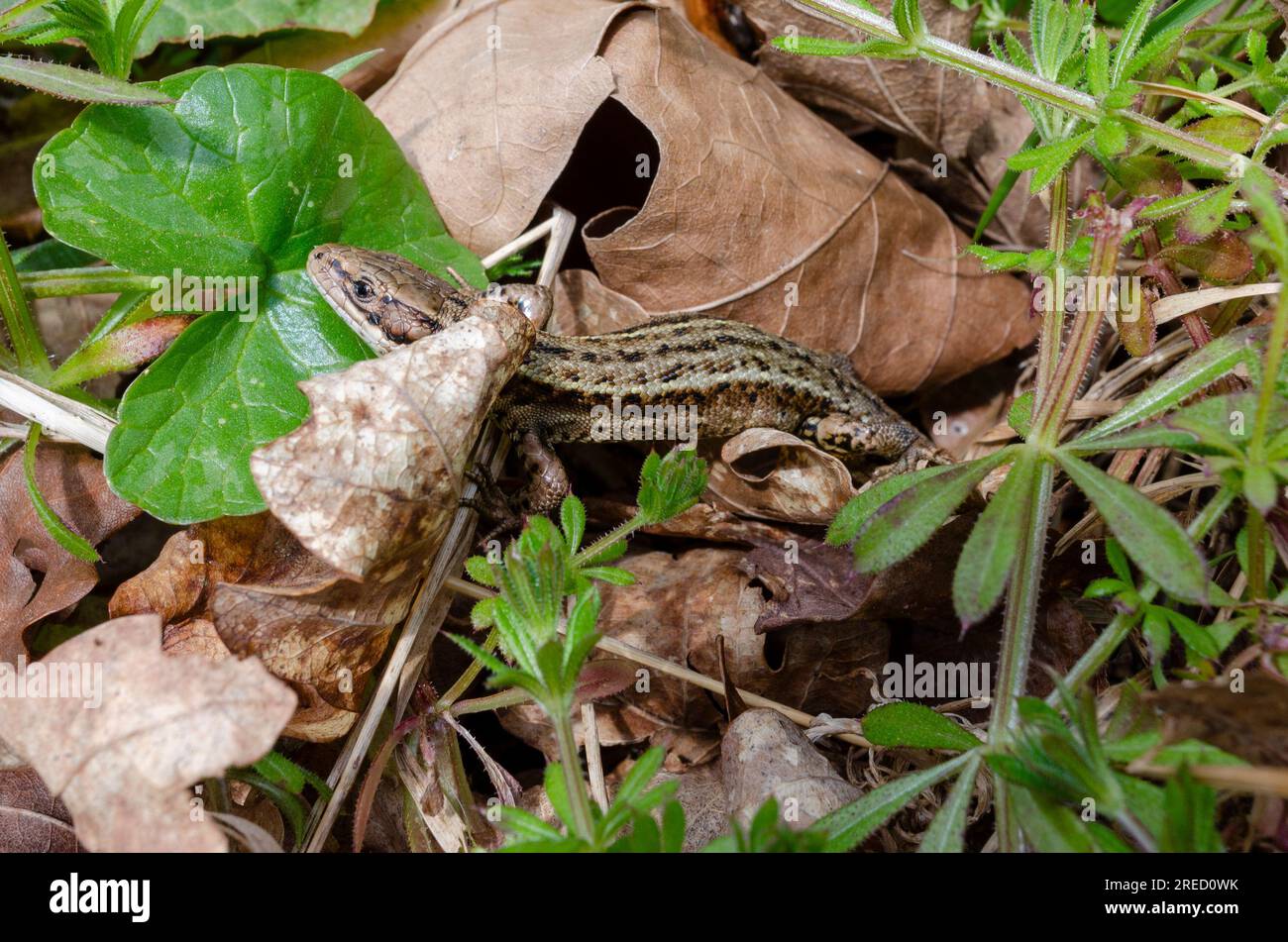 Common Lizard basking in the sun Stock Photo - Alamy