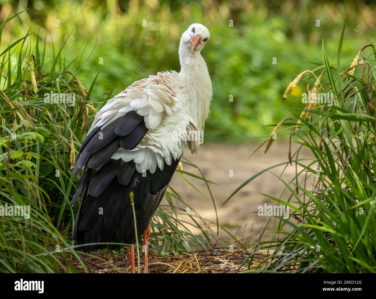 Large stork bird with red beak Stock Photo - Alamy