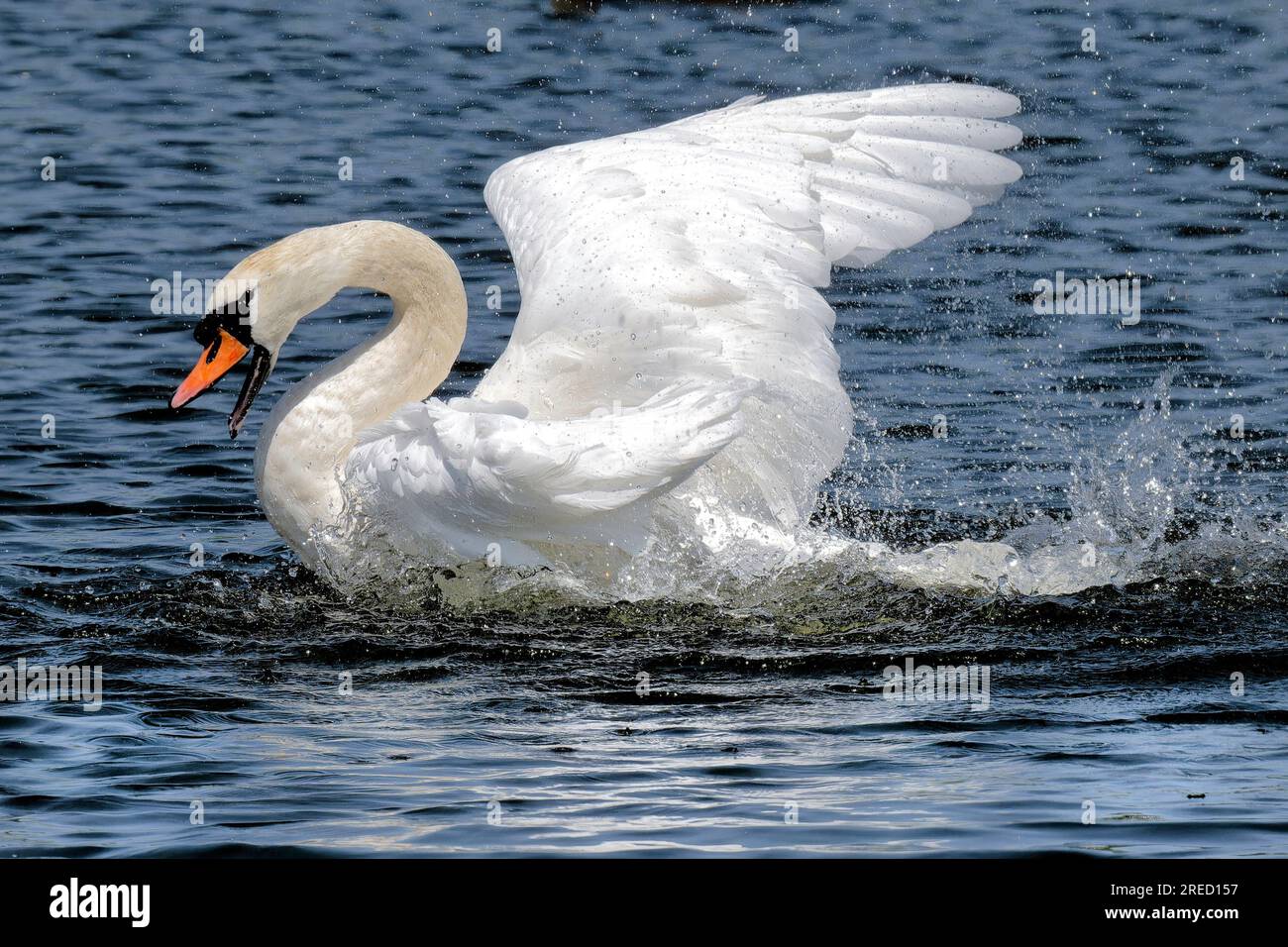 Mute swan enjoying a bath at RSPB Titchwell Marsh Stock Photo - Alamy