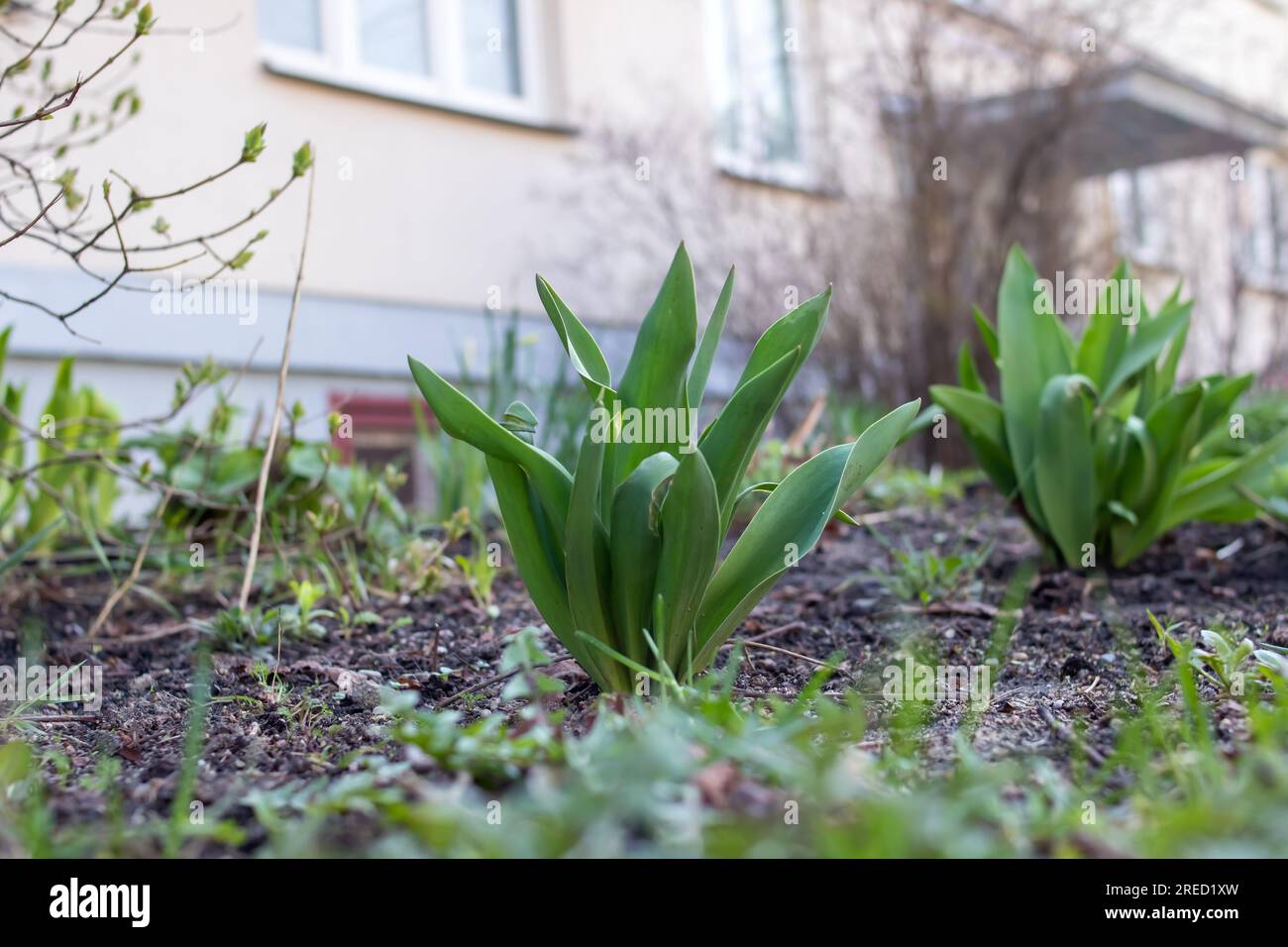 Green stems of a plant in a flower bed close up Stock Photo - Alamy