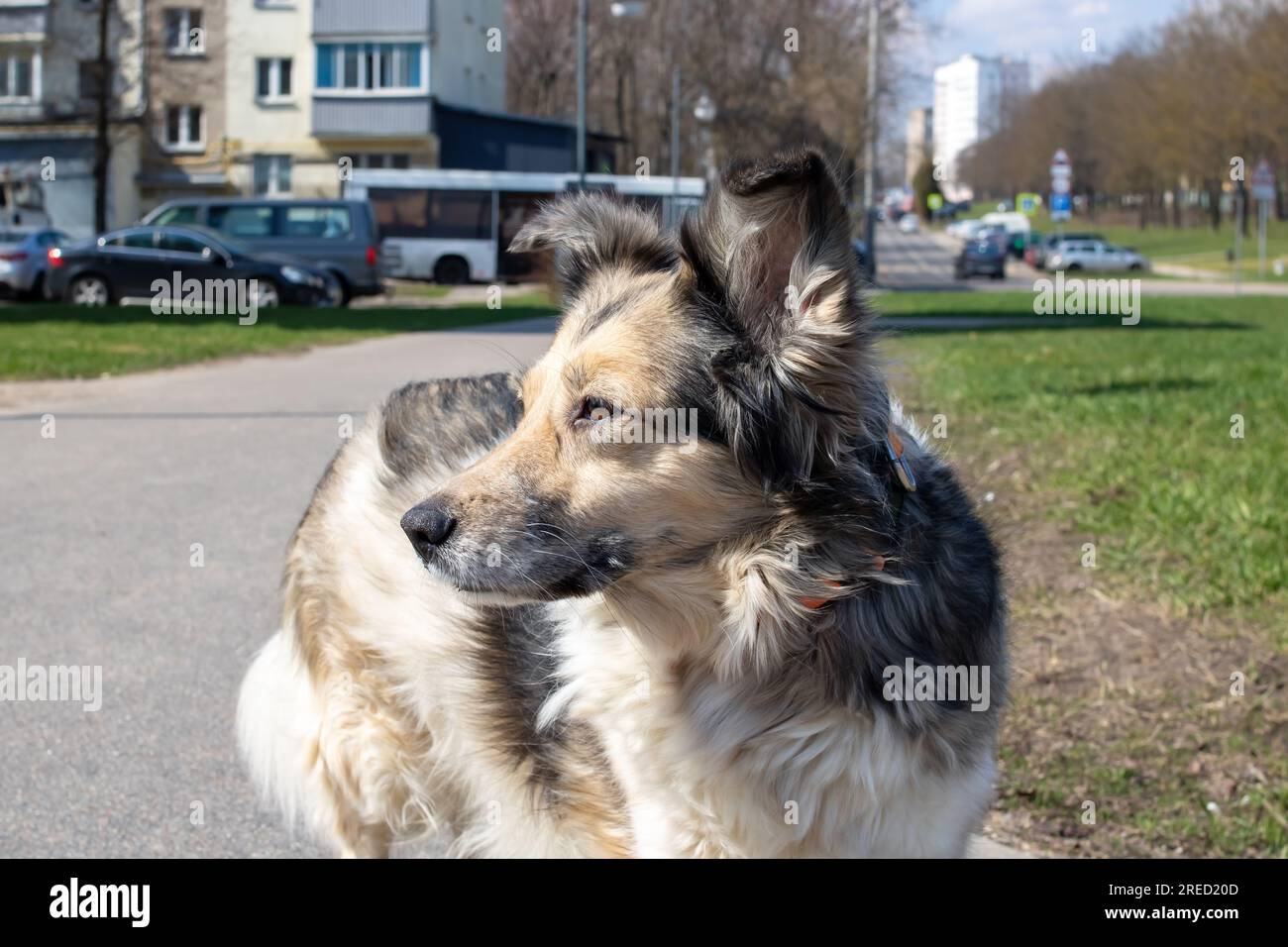 Fluffy gray dog standing on the sidewalk close up Stock Photo - Alamy