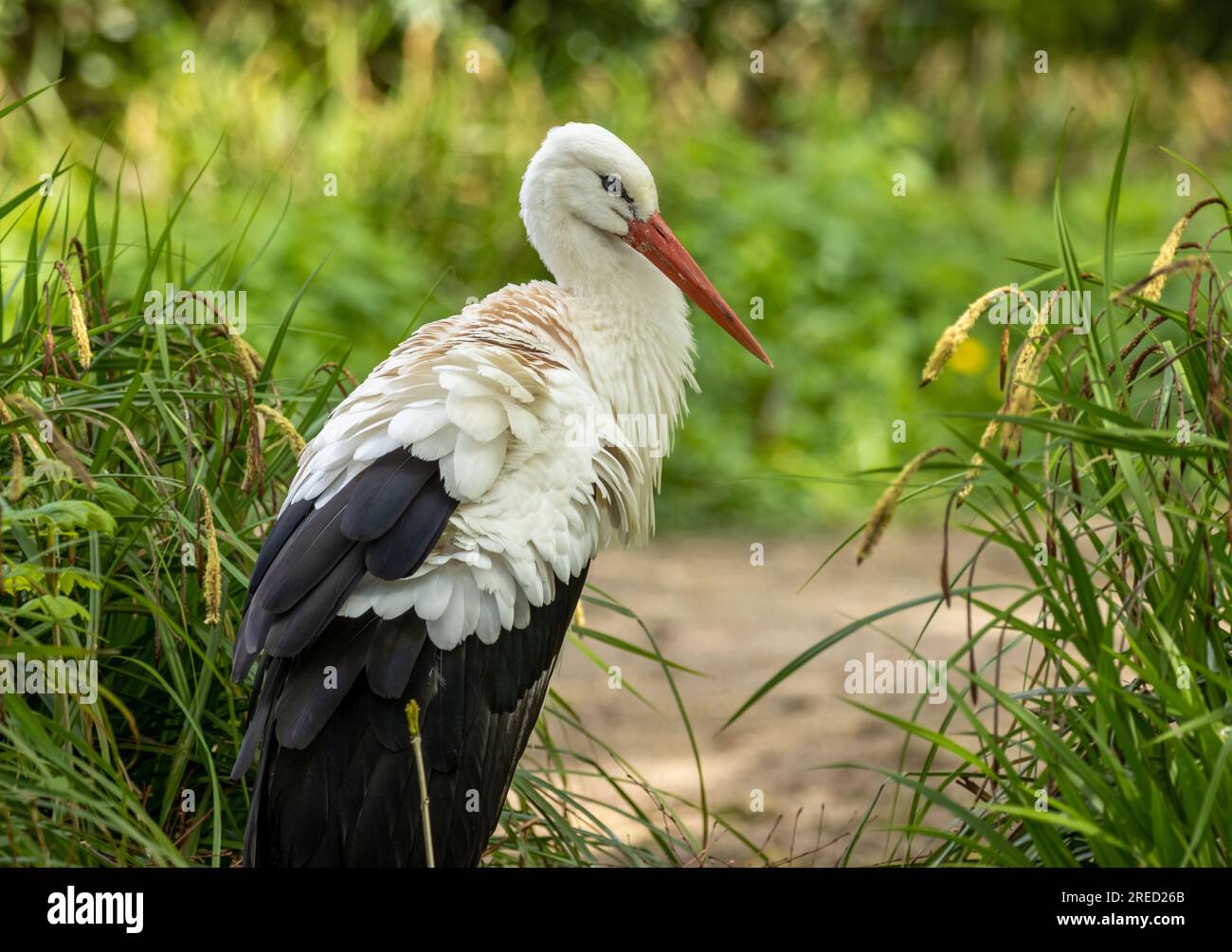 Bird with red beak hi-res stock photography and images - Alamy