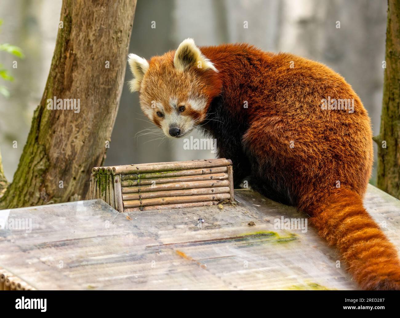Red Panda in a tree Stock Photo - Alamy