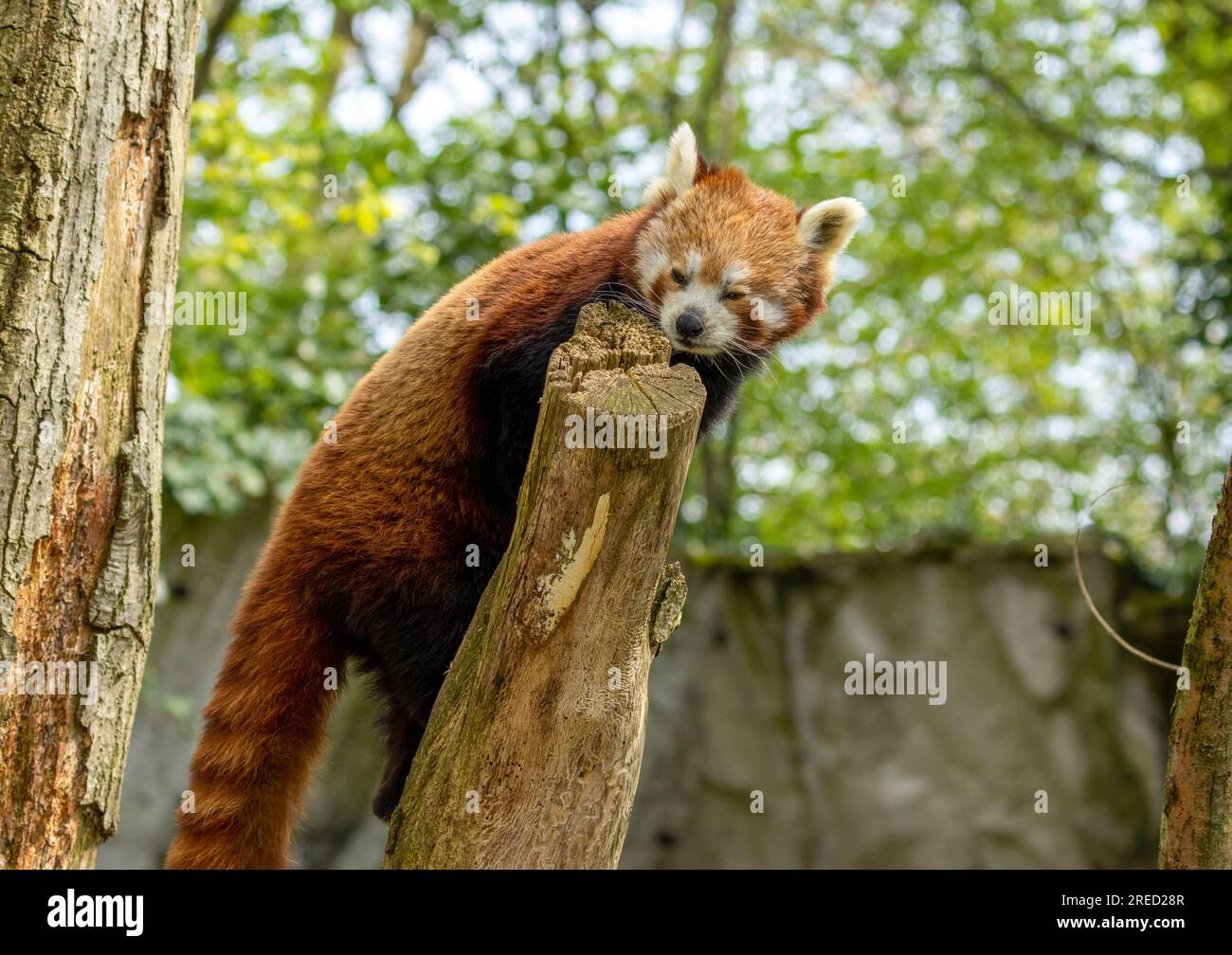 Red Panda in a tree Stock Photo - Alamy