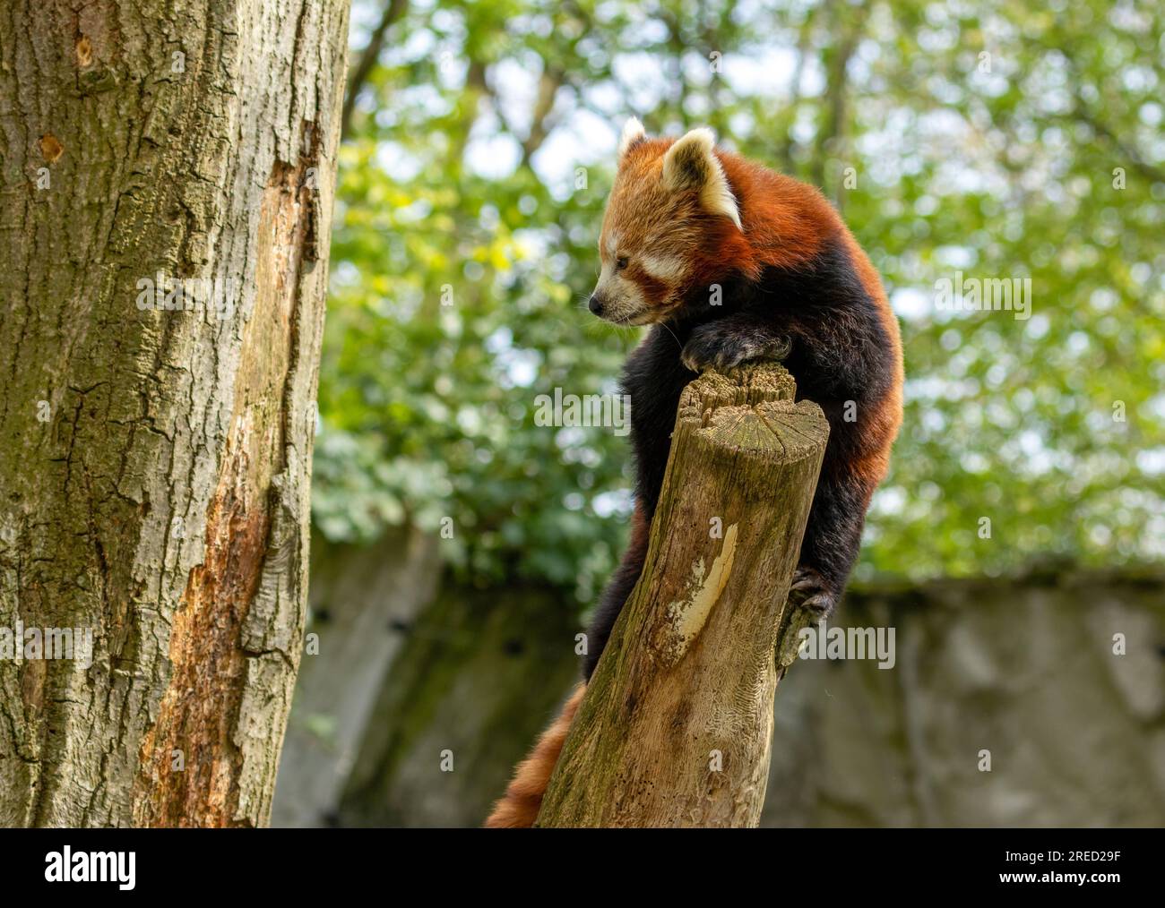 Furry red panda hi-res stock photography and images - Alamy