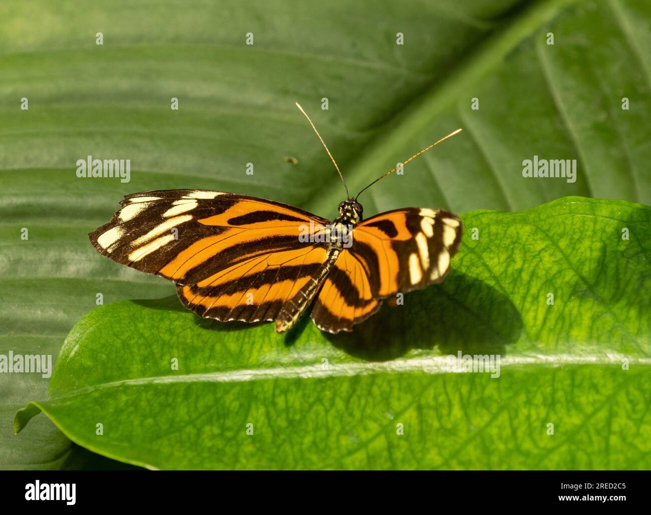 Colourful butterfly in the sunshine Stock Photo - Alamy