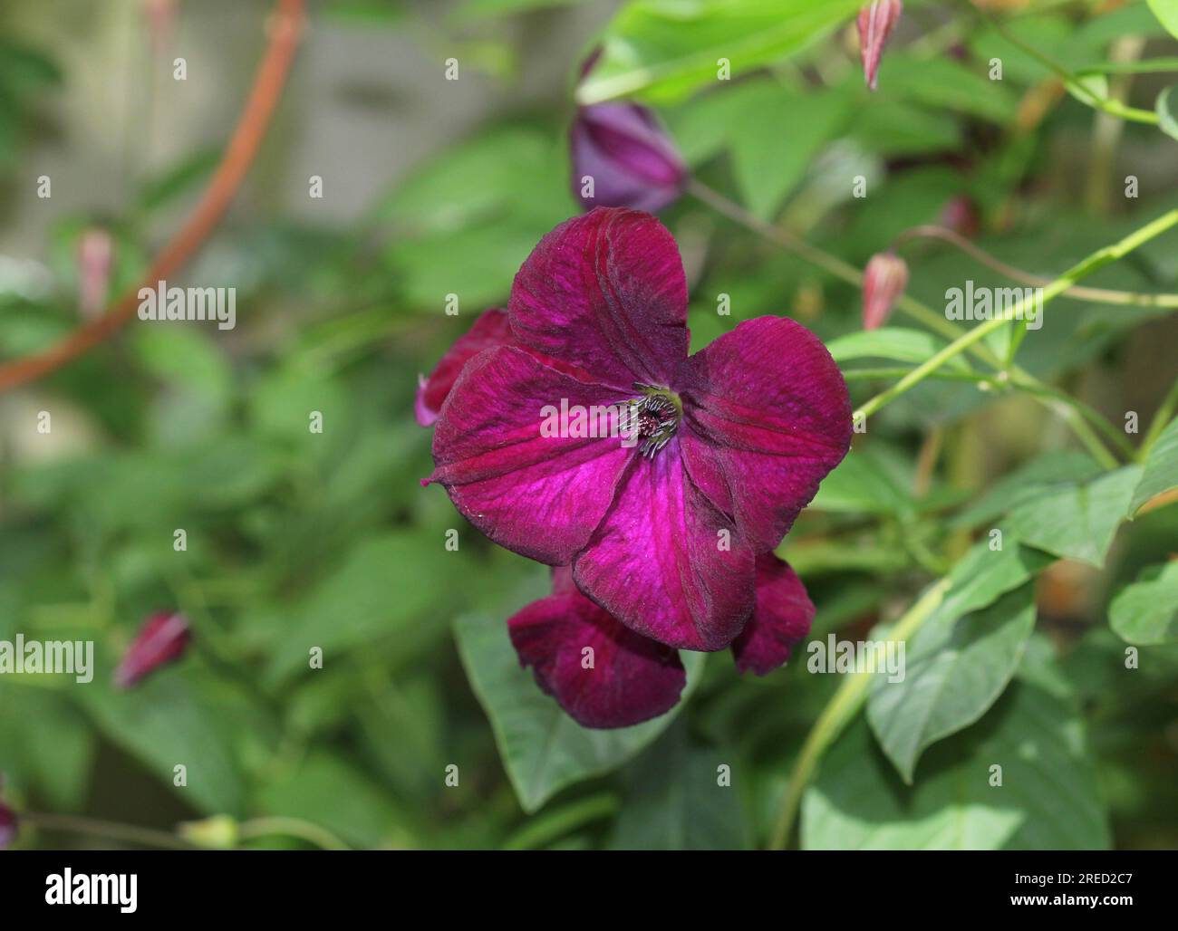 The deep red/purple flowers of Clematis 'Royal Velours' Stock Photo - Alamy