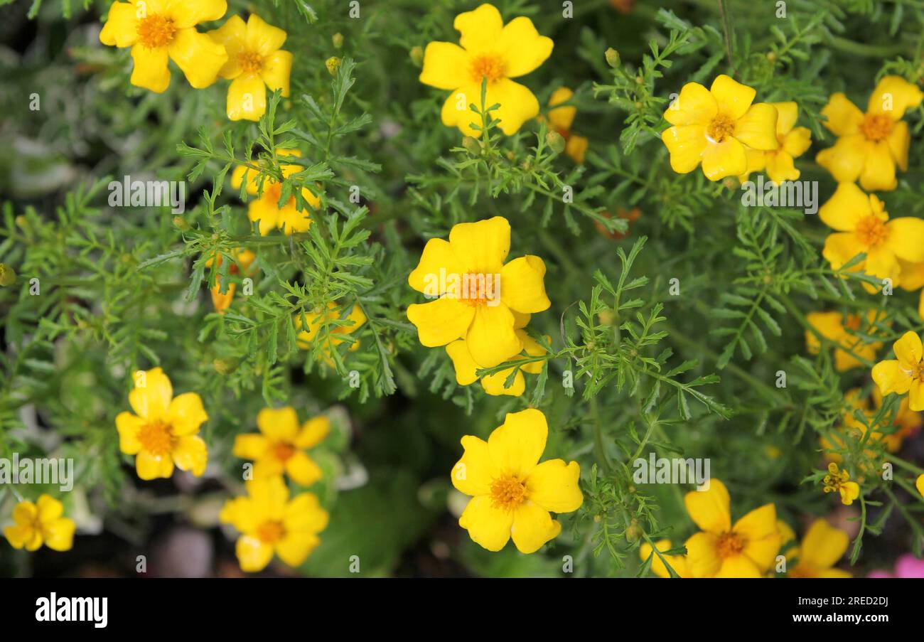 Lemon marigold hi-res stock photography and images - Alamy