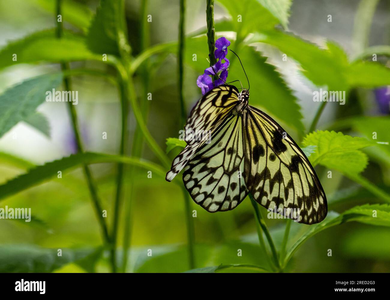Colourful butterfly in the sunshine Stock Photo - Alamy