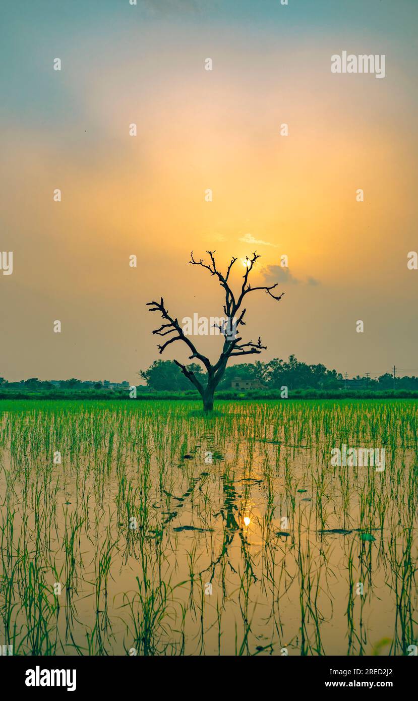 fields of punjab with tree Stock Photo - Alamy