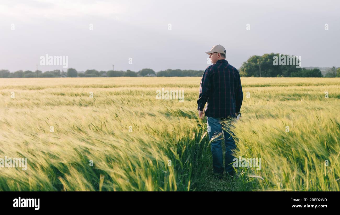 Checking the yield of grain crops at sunset. Man conducts experiments ...