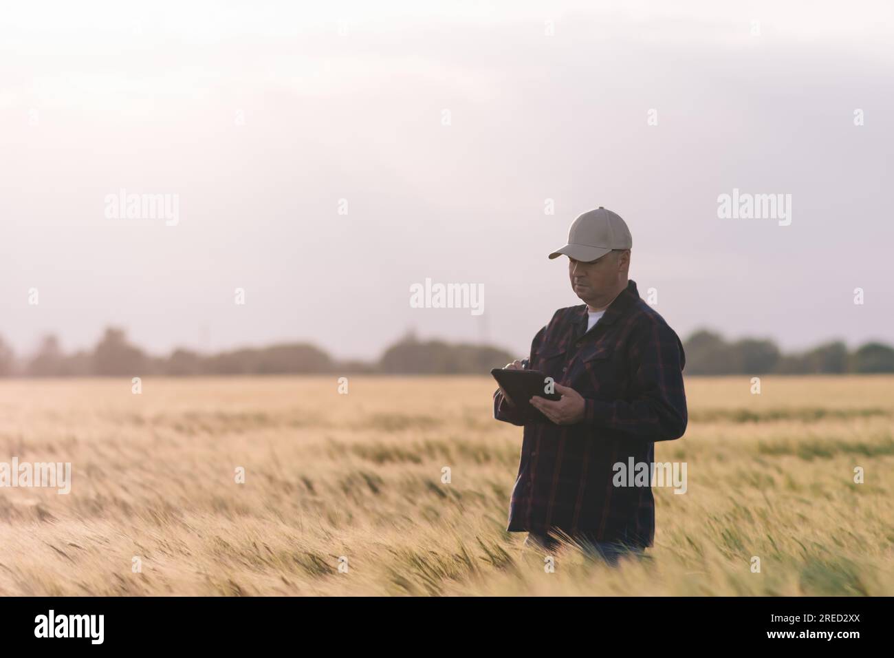 Checking the yield of grain crops at sunset. Man conducts experiments ...