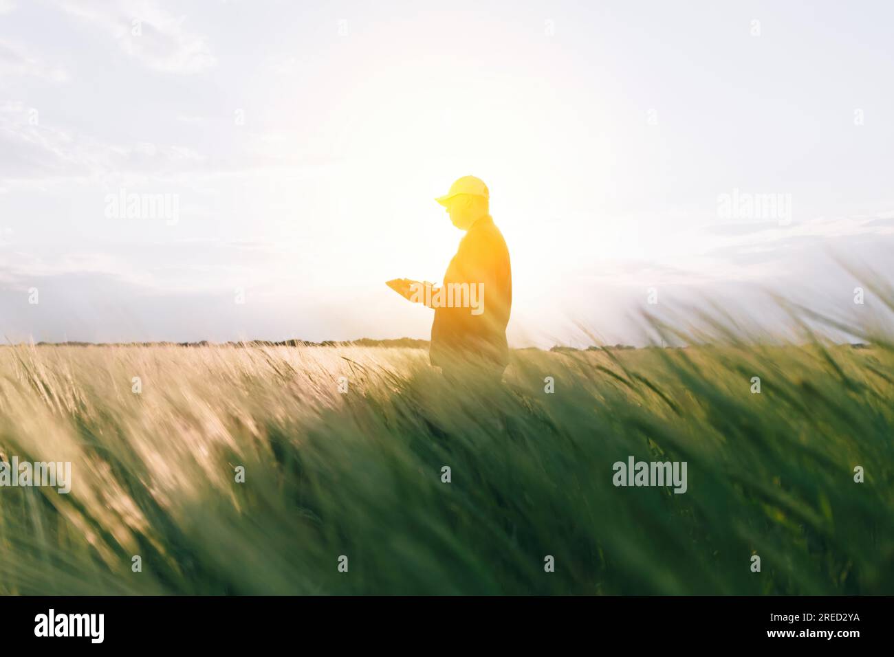 Checking the yield of grain crops at sunset. Man conducts experiments ...