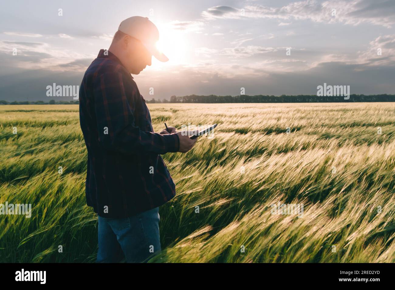 Checking the yield of grain crops at sunset. Man conducts experiments ...