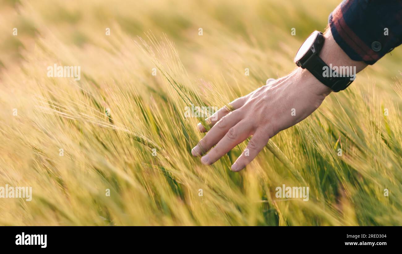 Checking the yield of grain crops at sunset. Man conducts experiments ...