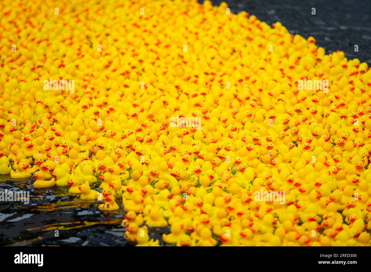London, UK. 27 July 2023. Some of the one thousand ducks in a charity ...