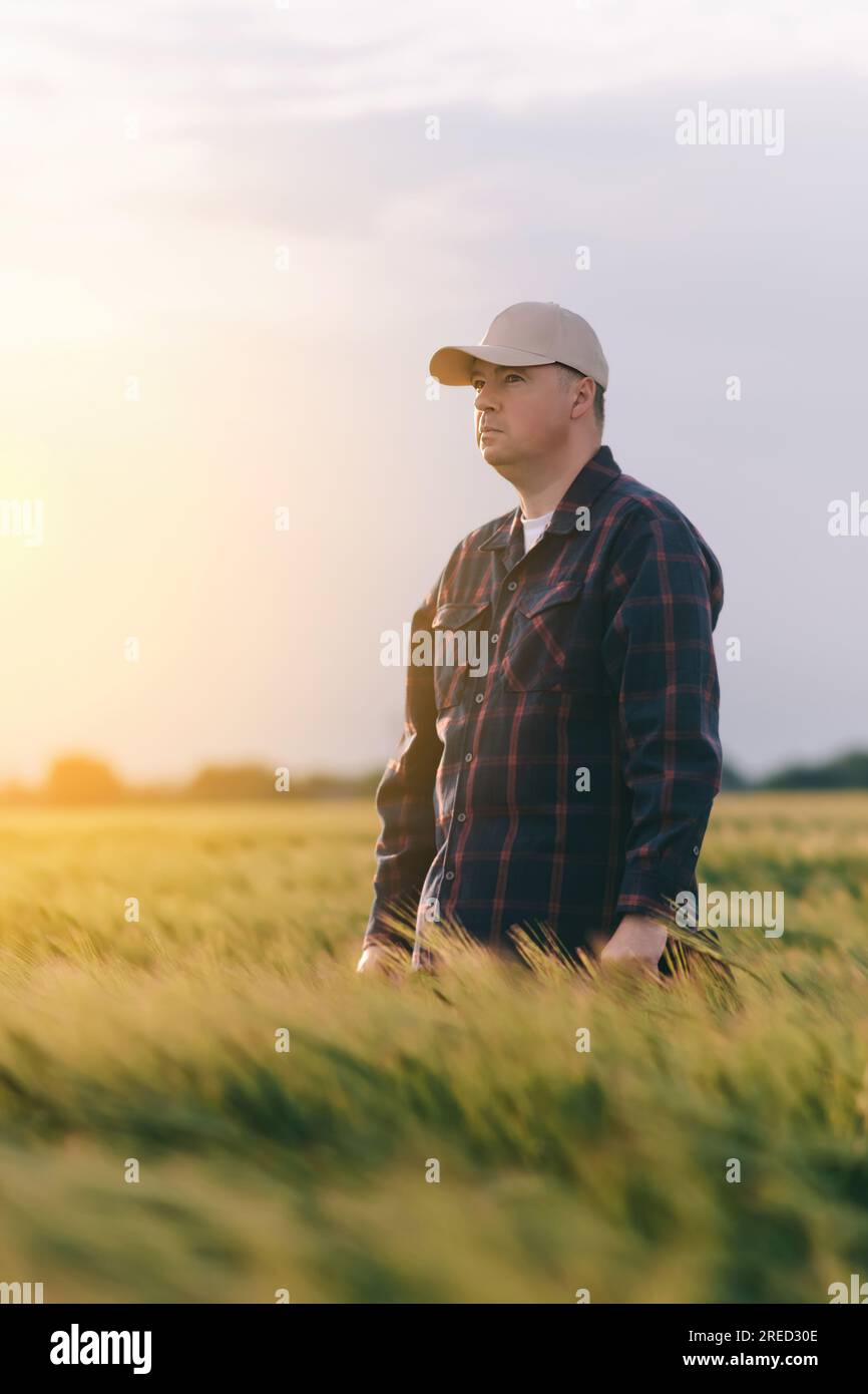 Checking the yield of grain crops at sunset. Man conducts experiments ...