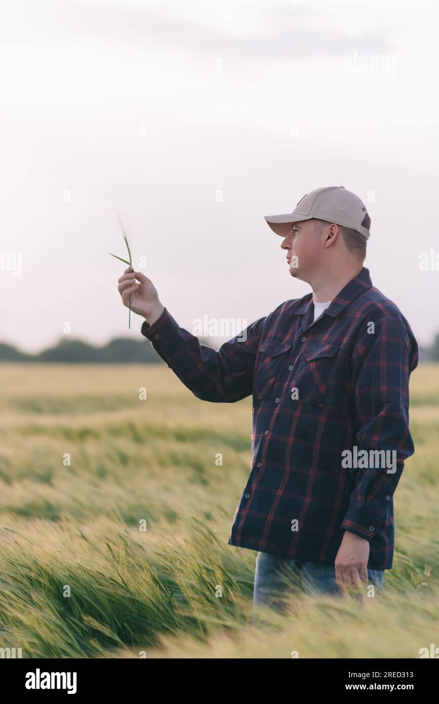 Checking the yield of grain crops at sunset. Man conducts experiments ...