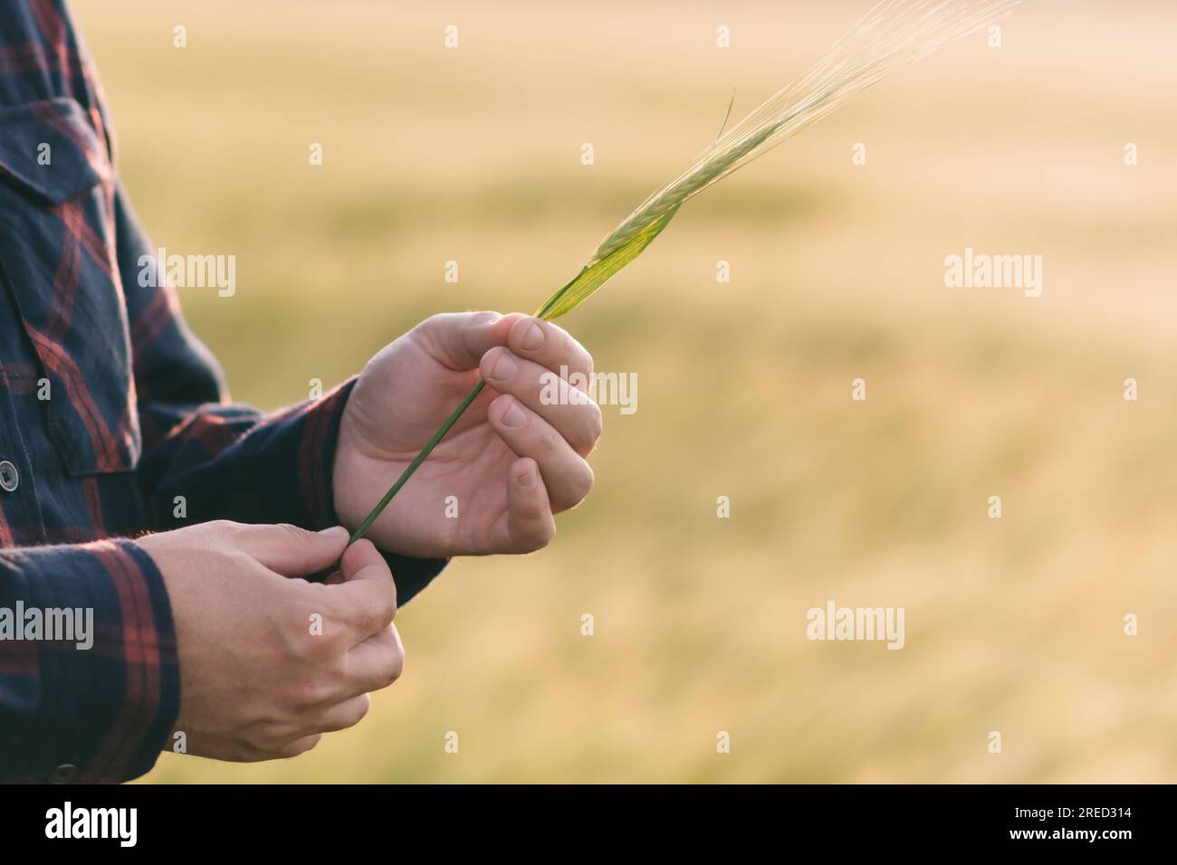 Checking the yield of grain crops at sunset. Man conducts experiments ...